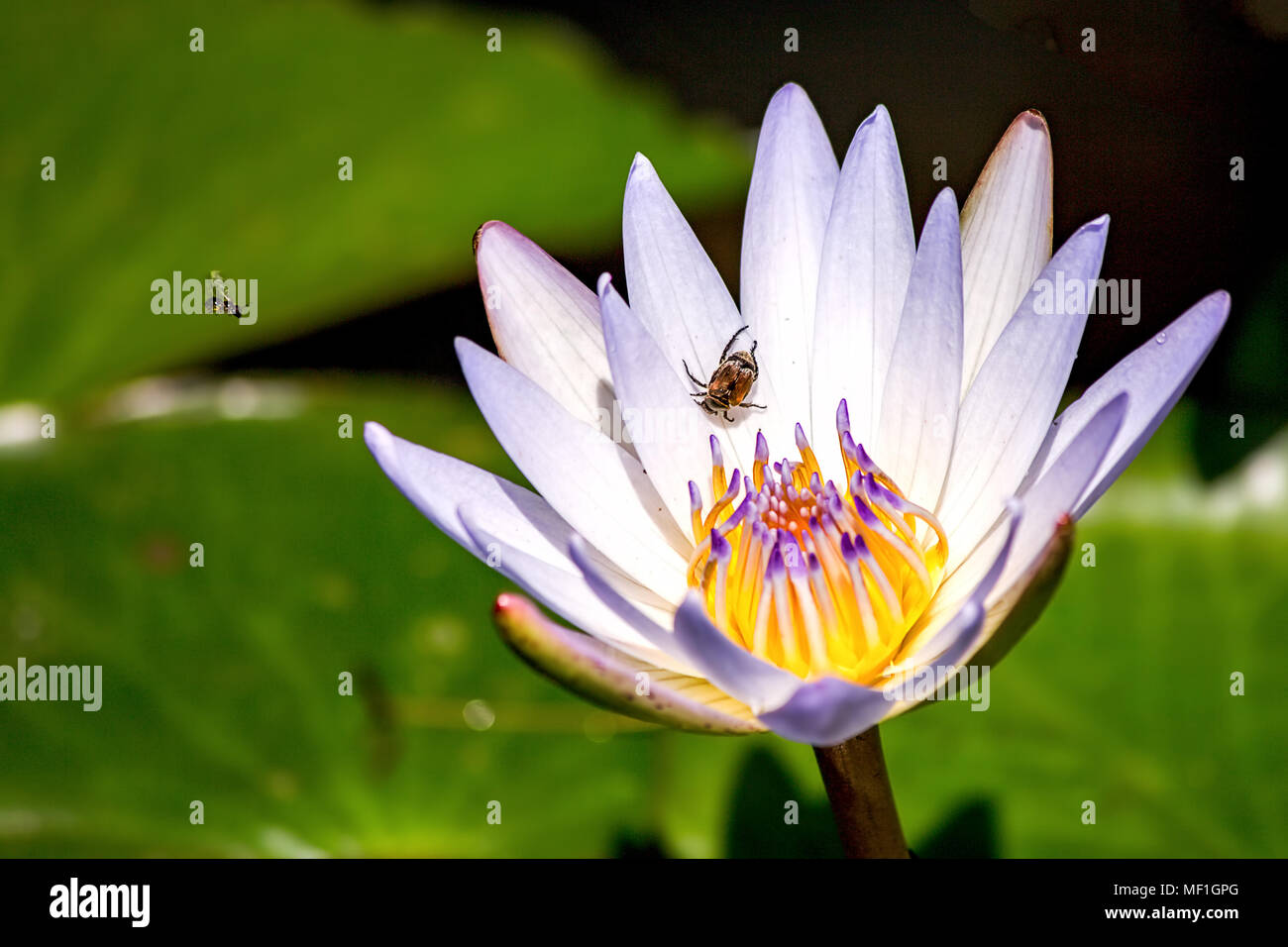 A little beetle walks over a lotus petal looking for food, probably ...
