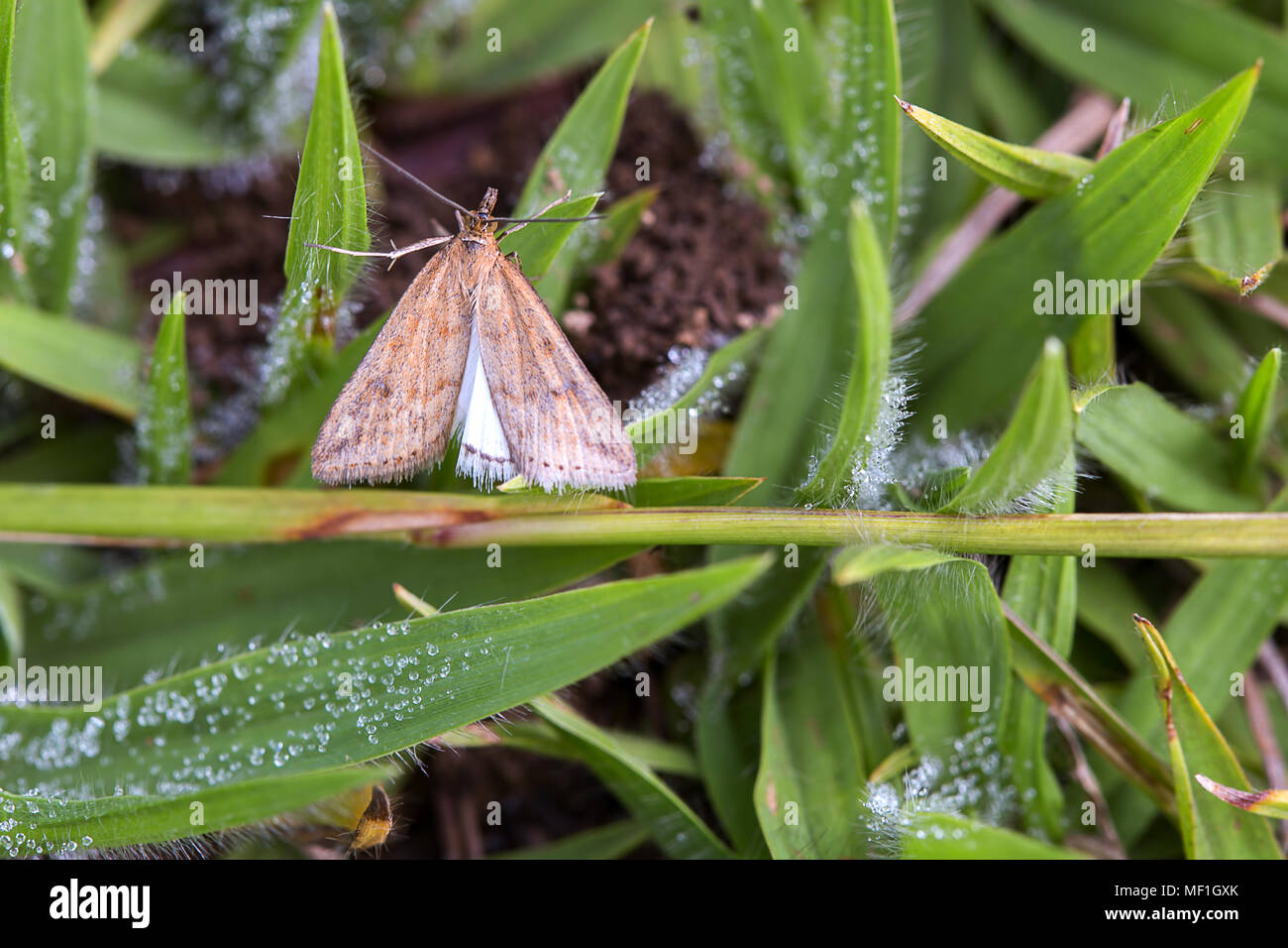 Little moth hi-res stock photography and images - Alamy