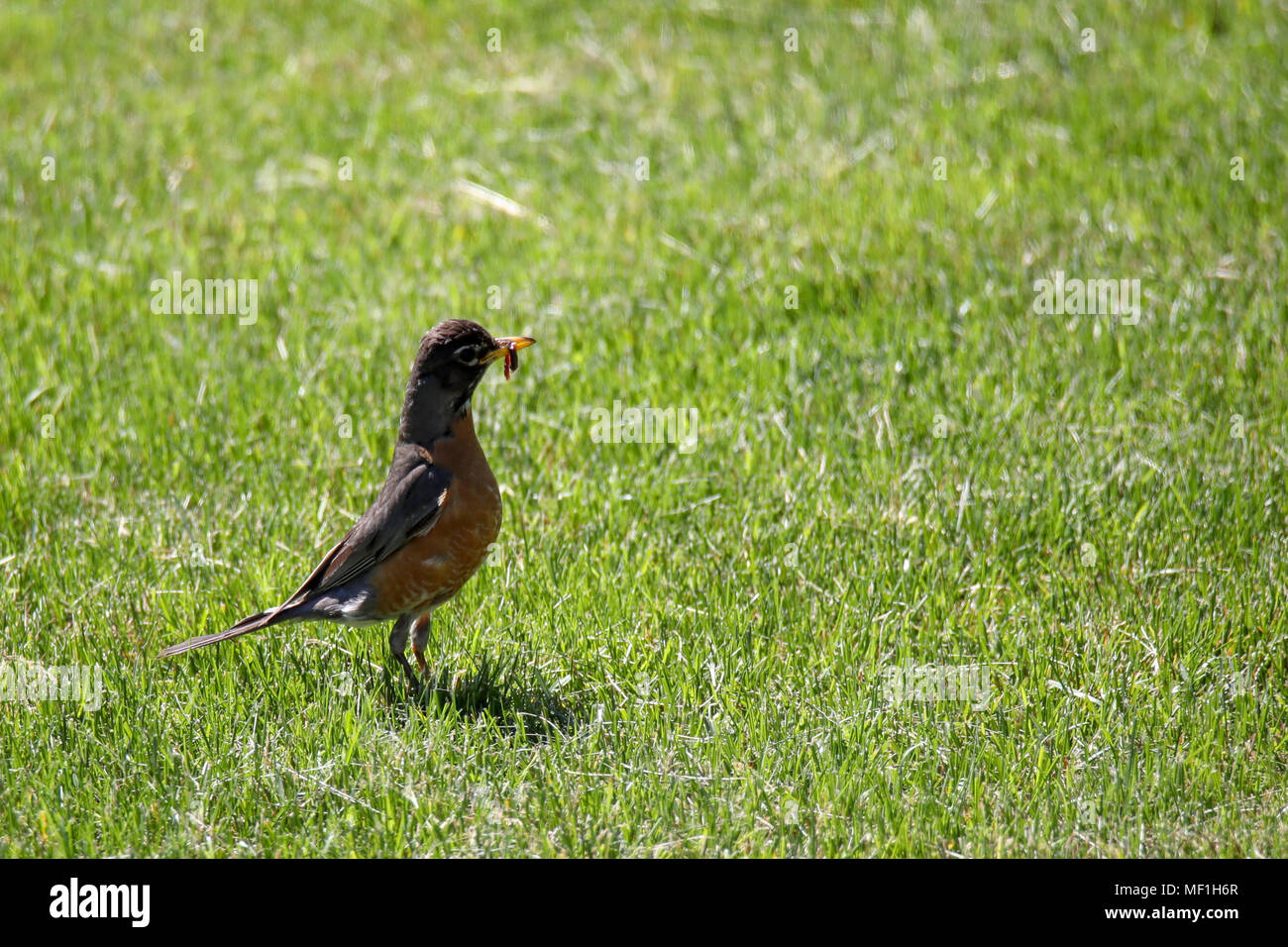 Robin with worm hi-res stock photography and images - Alamy