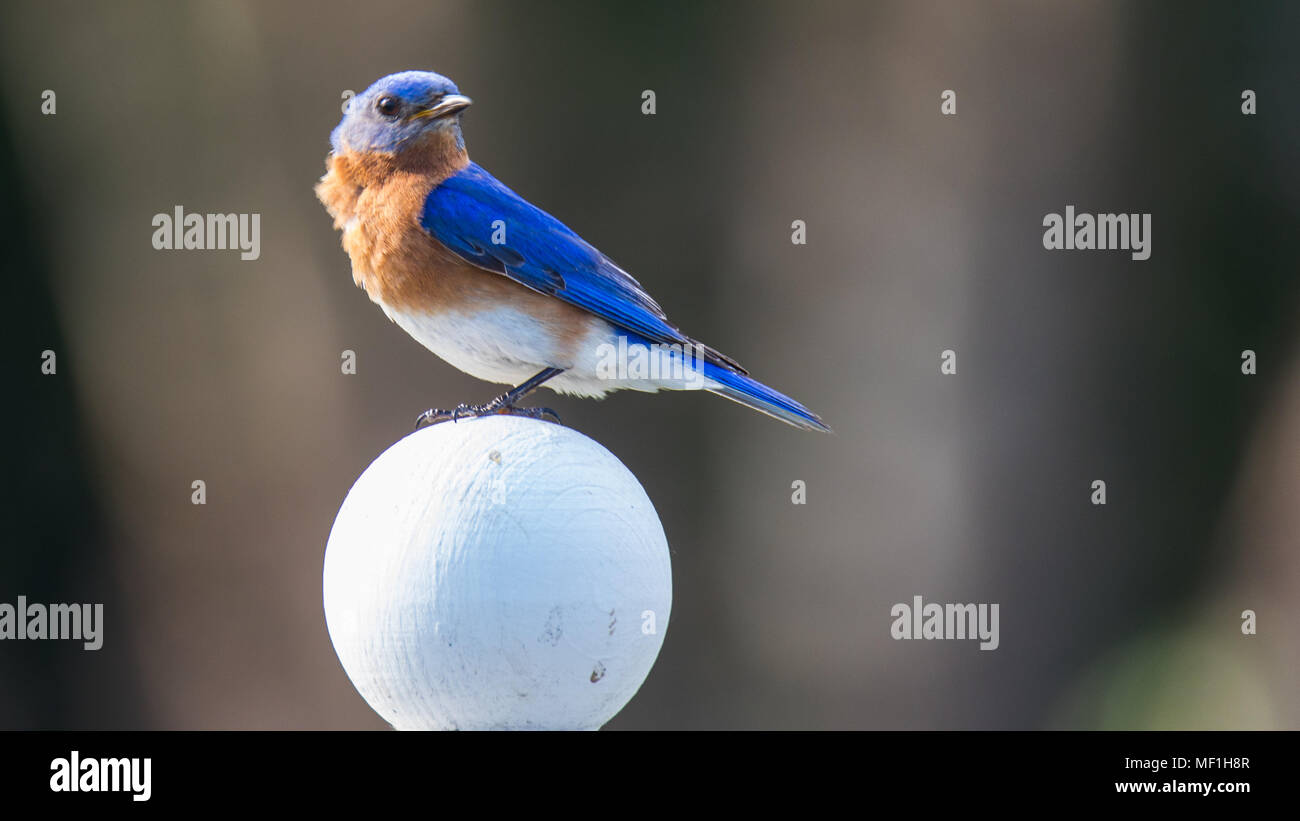 Gorgeous bluebird sitting on a white sphere Stock Photo - Alamy