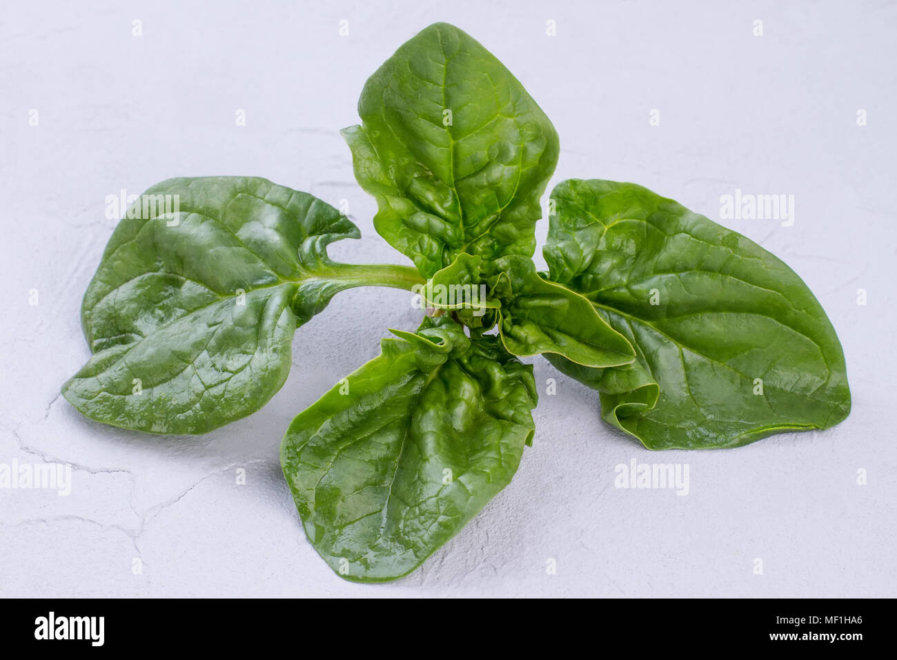 A bunch of organic basil leaves Stock Photo - Alamy