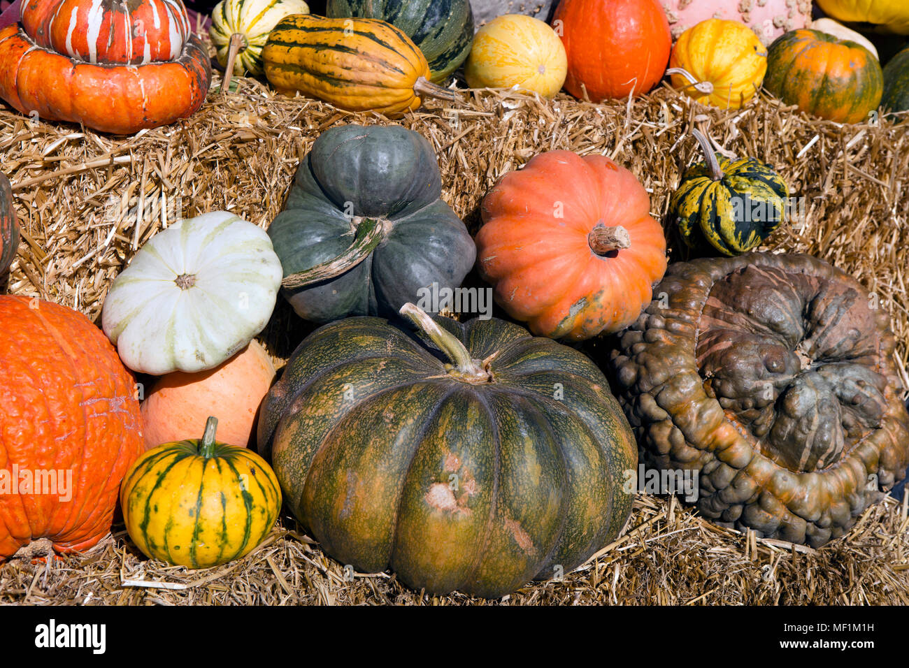Squash family hi-res stock photography and images - Alamy
