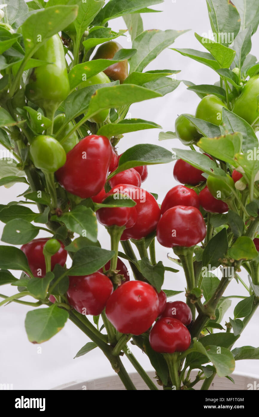 A chilli plant against a white background Stock Photo - Alamy