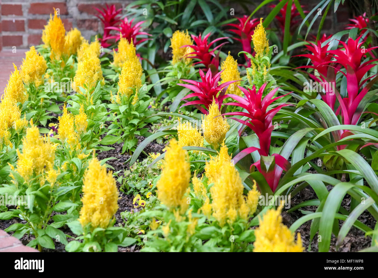 Colorful close up images of flower Stock Photo - Alamy