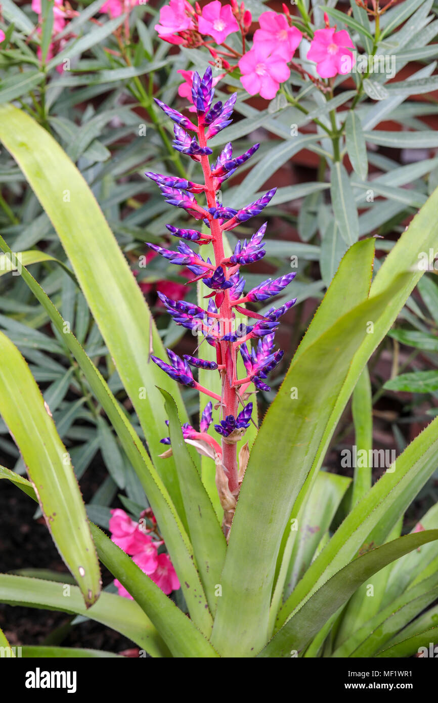 Colorful close up images of flower Stock Photo - Alamy