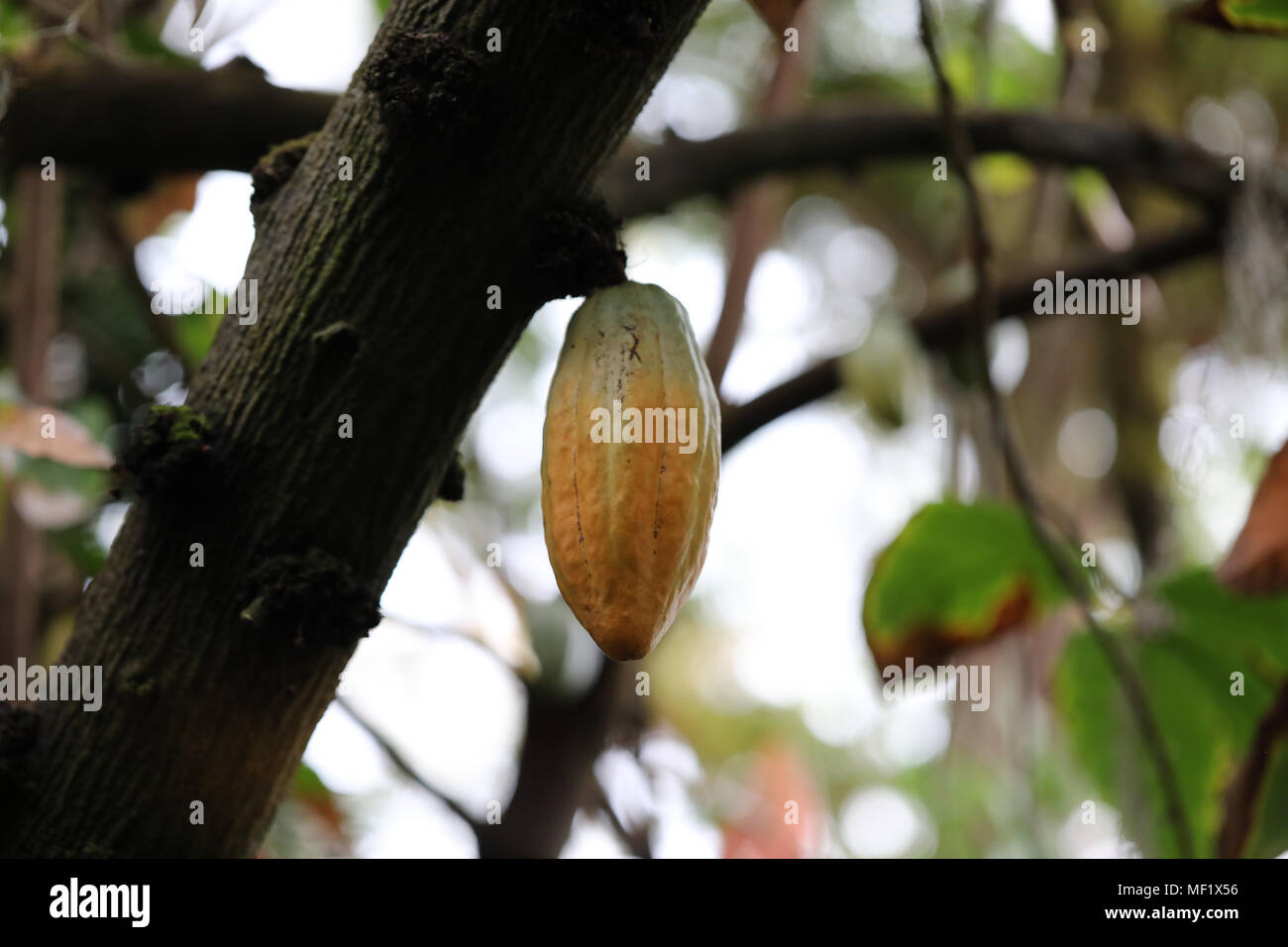 Image of cocoa nut hanging on cocoa tree Stock Photo - Alamy