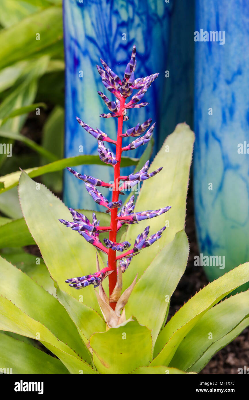 Beautiful, larger than life, vividly colored glass flowers as seen at ...