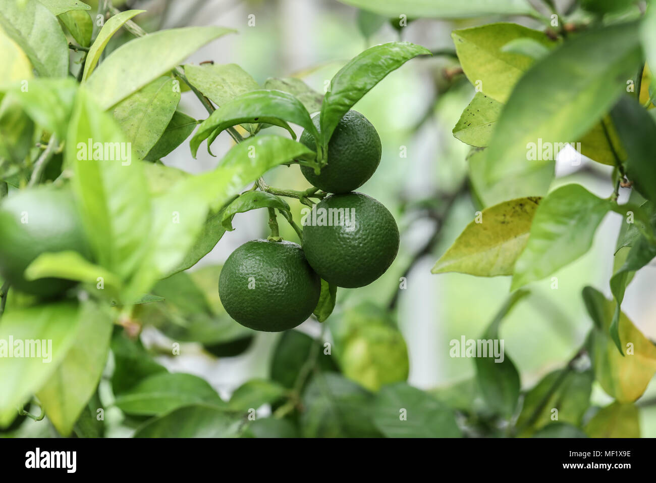 Image of 3 lime on a branch Stock Photo - Alamy
