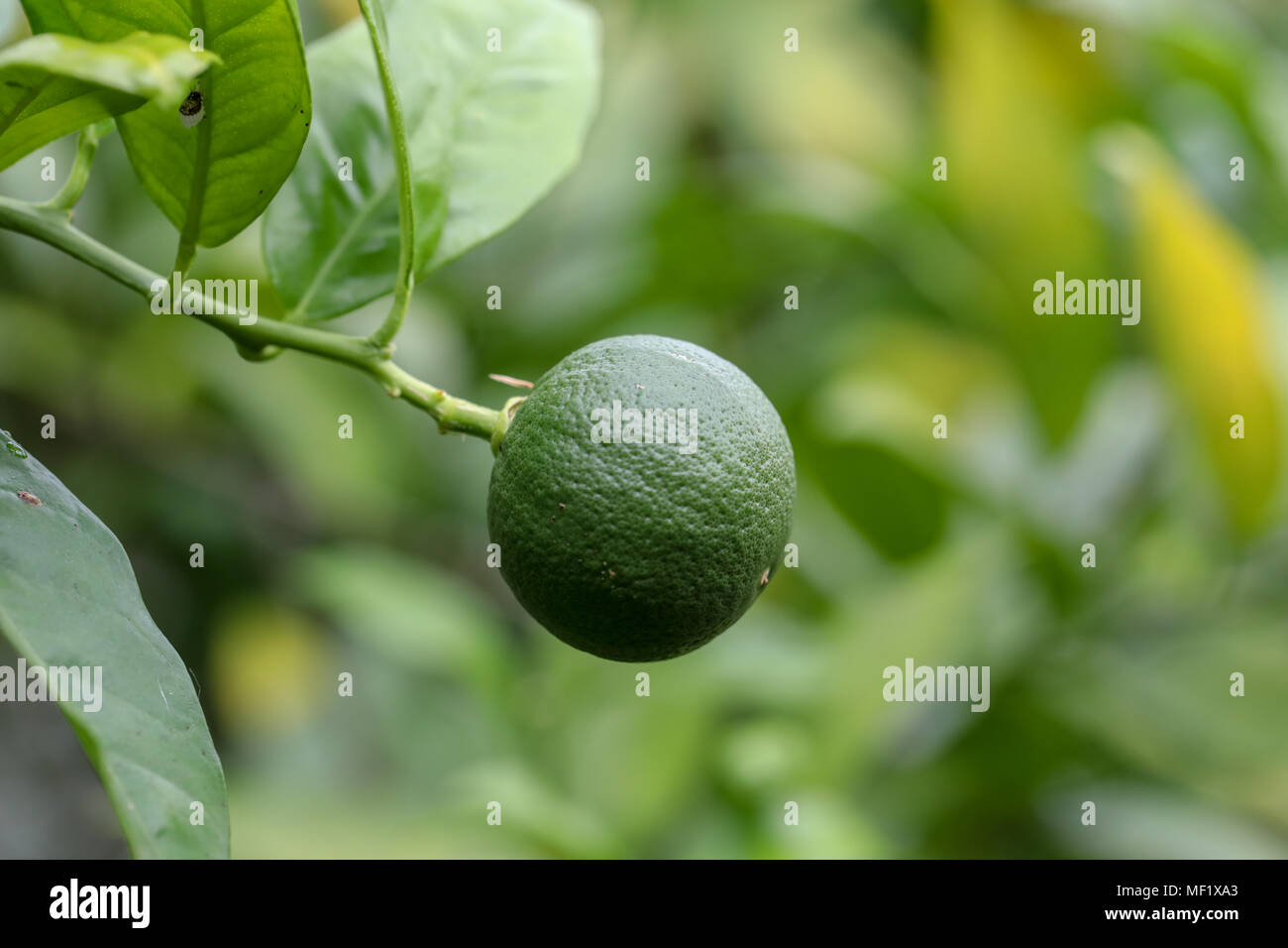 Lime image hi-res stock photography and images - Alamy