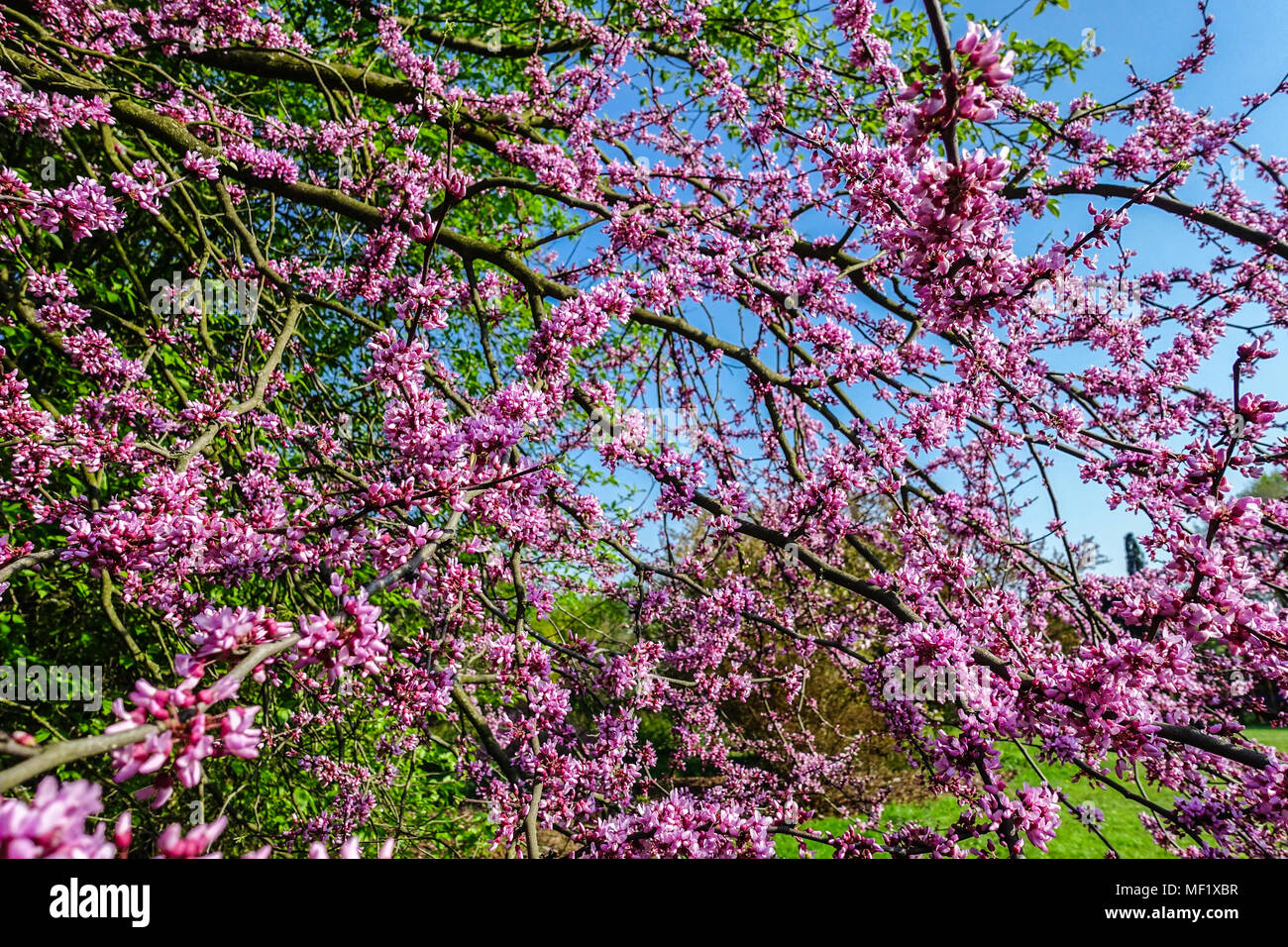 Cercis canadensis flowers hi-res stock photography and images - Alamy
