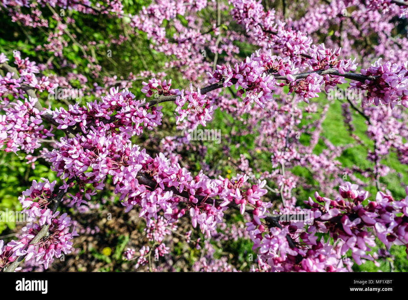 Redbud, Cercis canadensis with pink flowers that grow from the trunk ...
