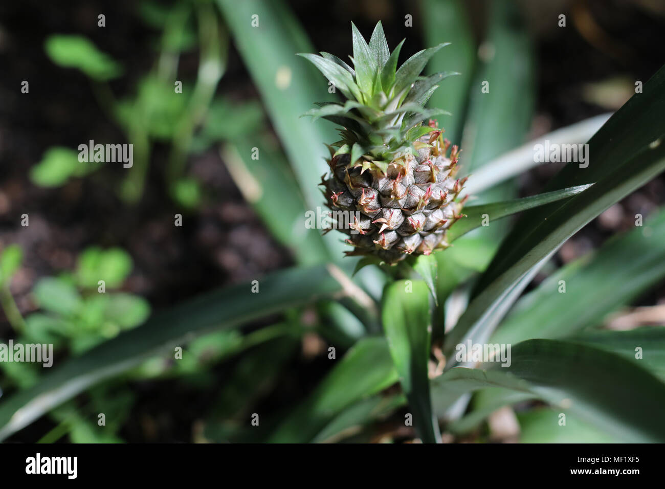 Miniature Pineapple plant and fruit Stock Photo - Alamy
