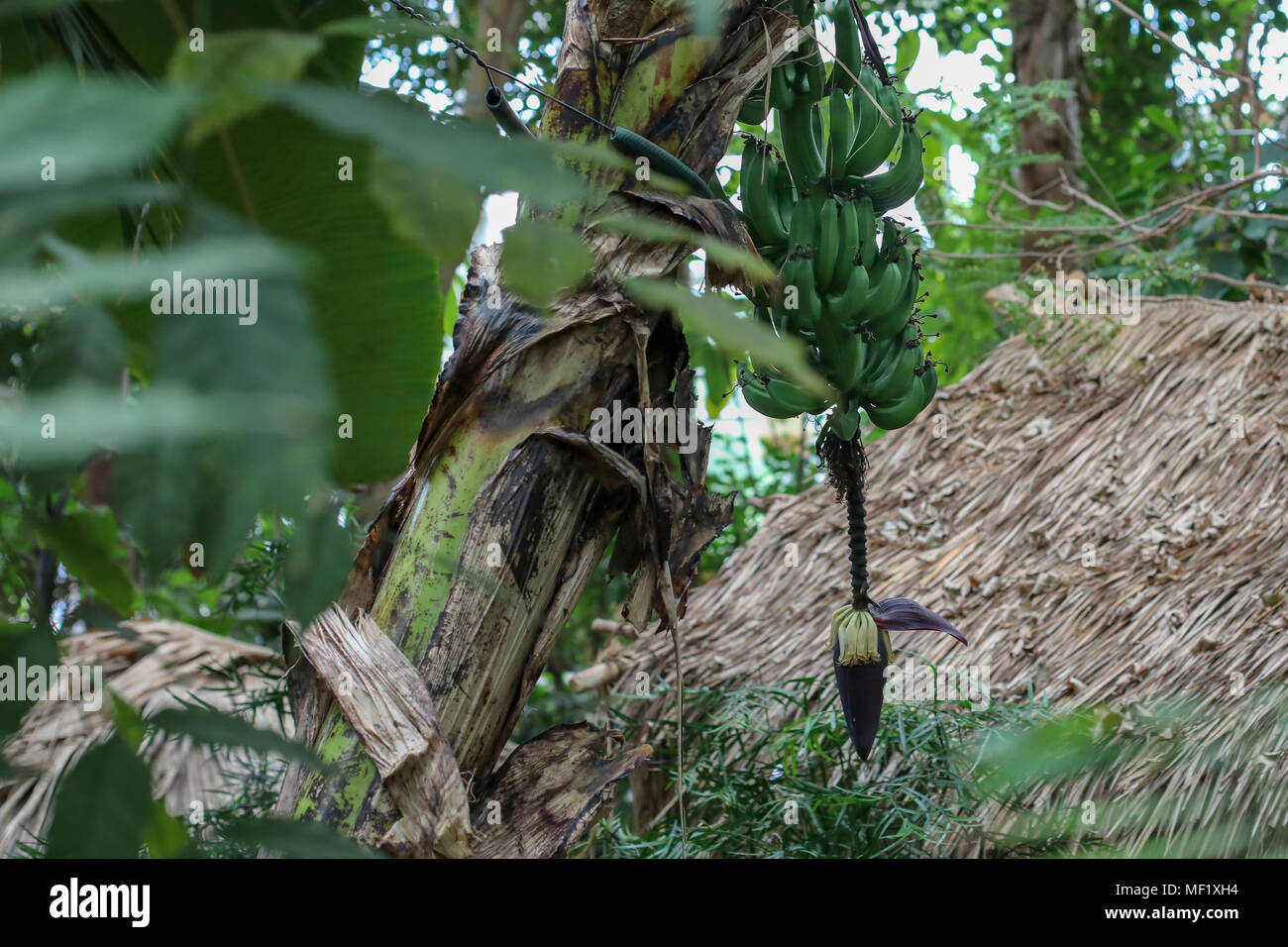 green banana plant hanging from tree Stock Photo - Alamy