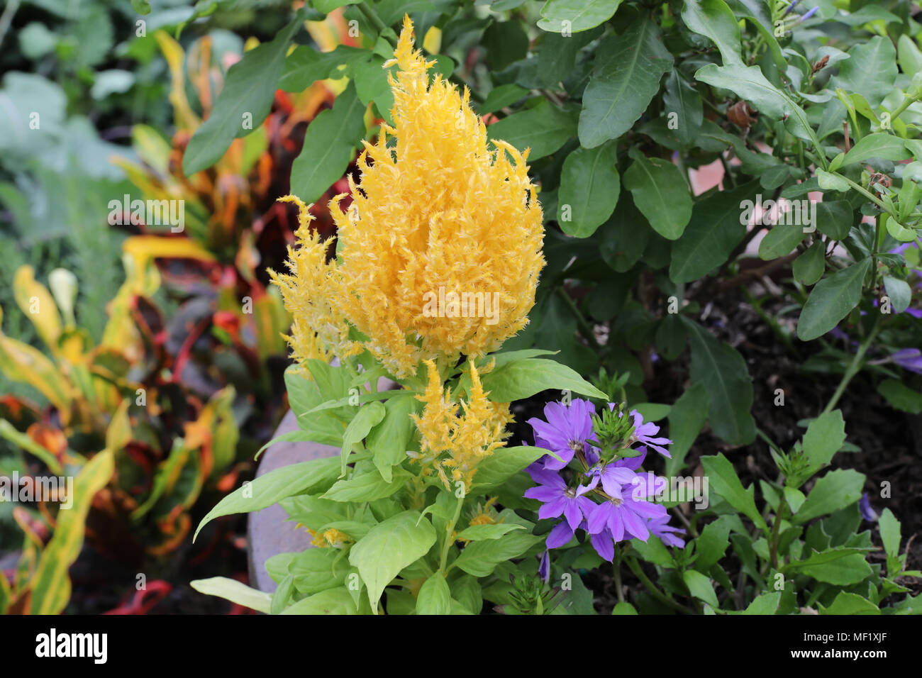 Colorful close up images of flower Stock Photo - Alamy
