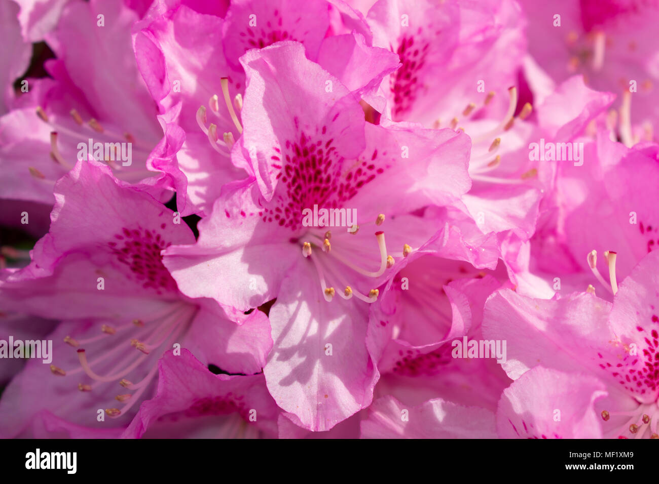 Rhododendron blue bird hi-res stock photography and images - Alamy