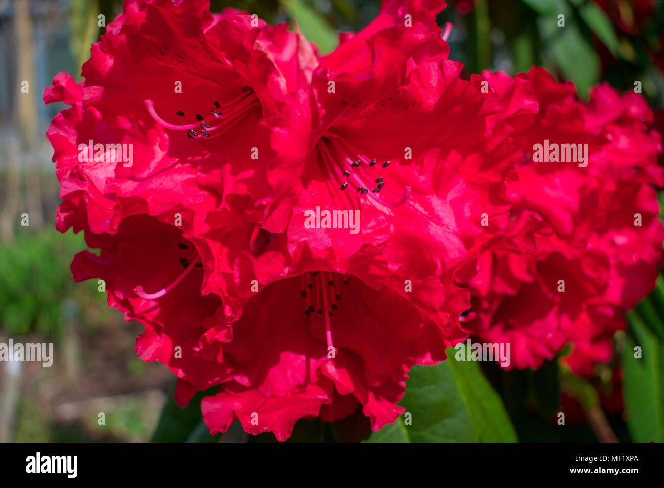 Rhododendron blue bird hi-res stock photography and images - Alamy