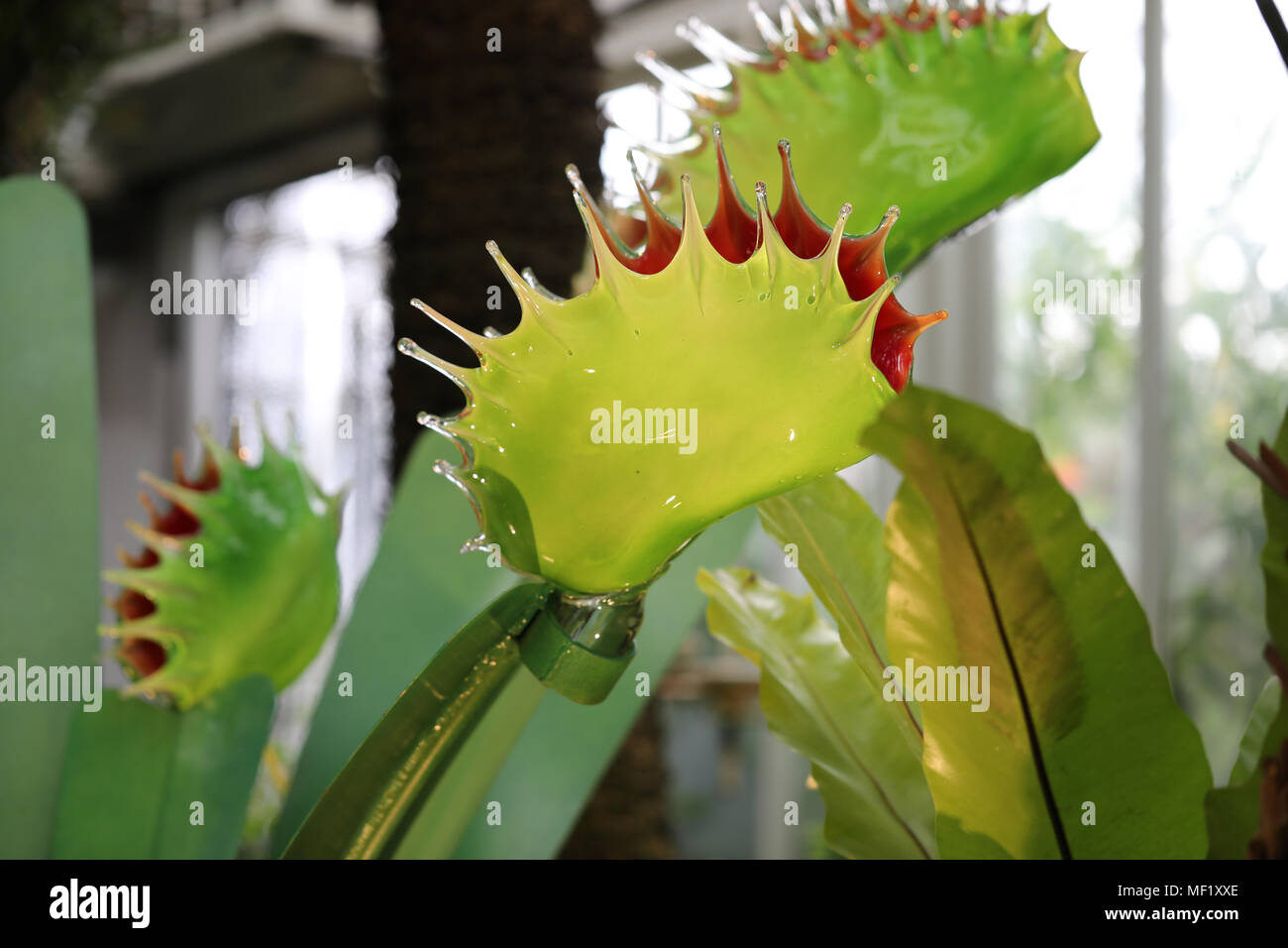 Beautiful, larger than life, vividly colored glass Venus Fly Trap ...