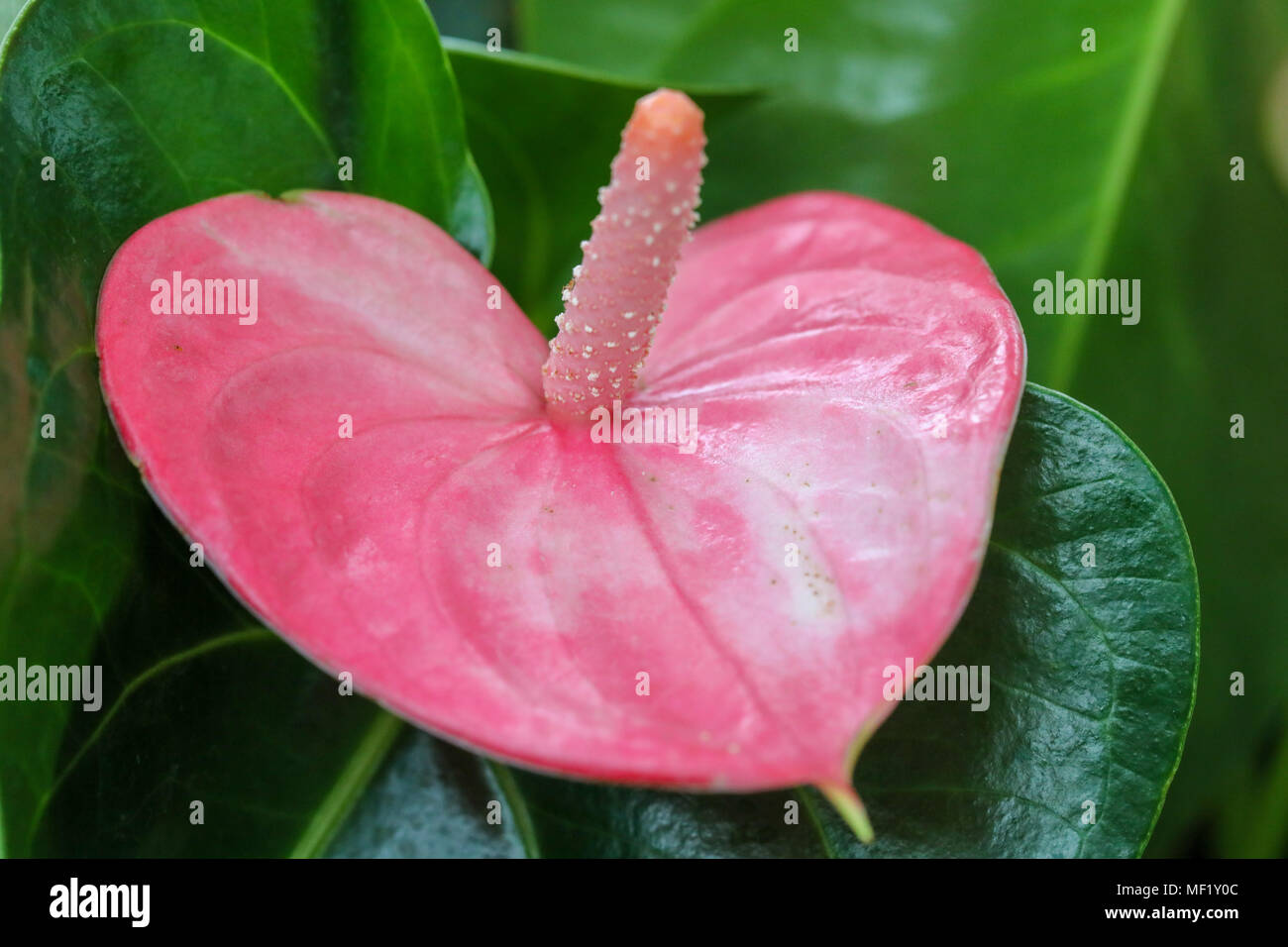 Colorful close up images of flower Stock Photo - Alamy