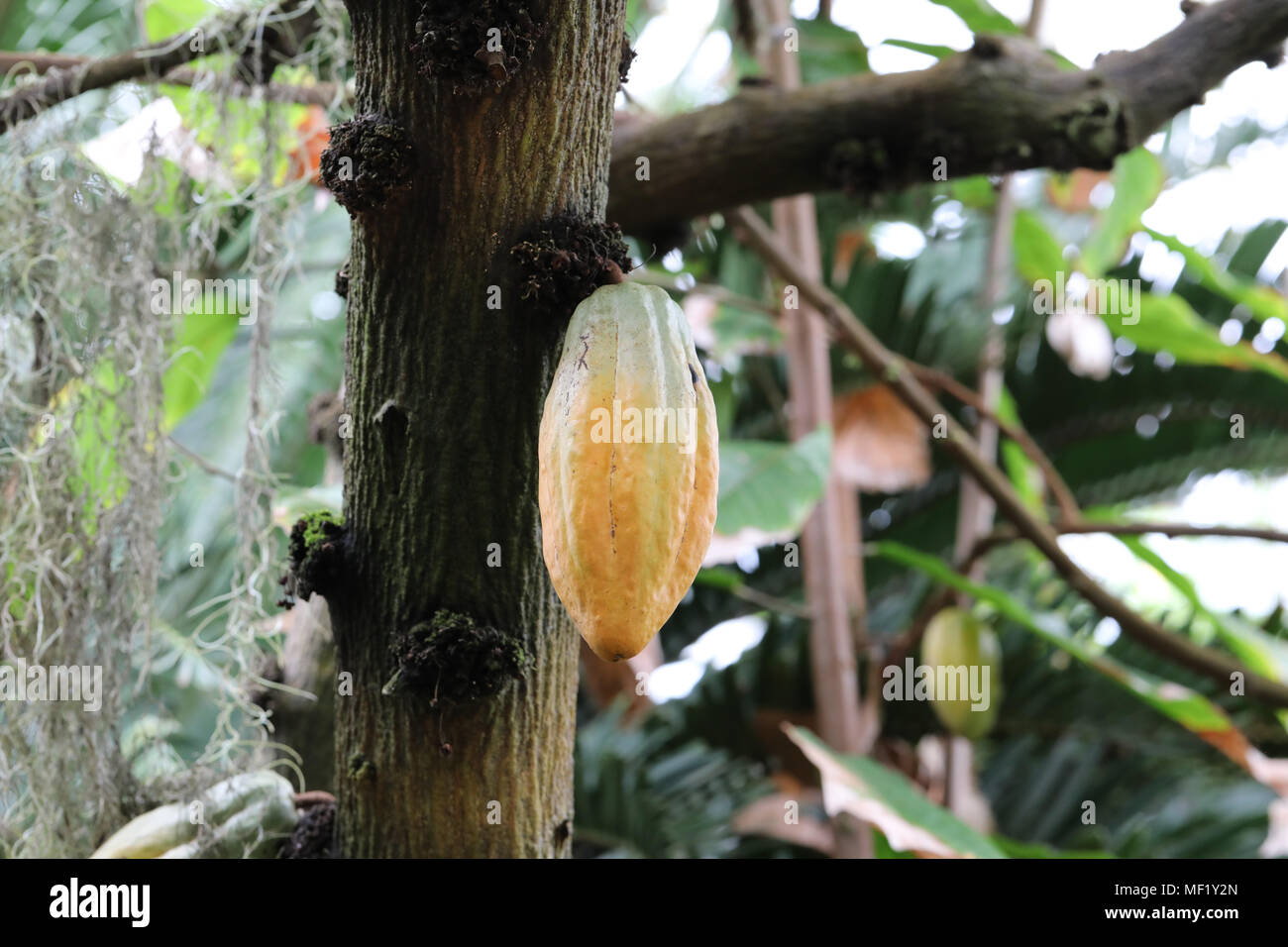 Cocoa nut tree hi-res stock photography and images - Alamy