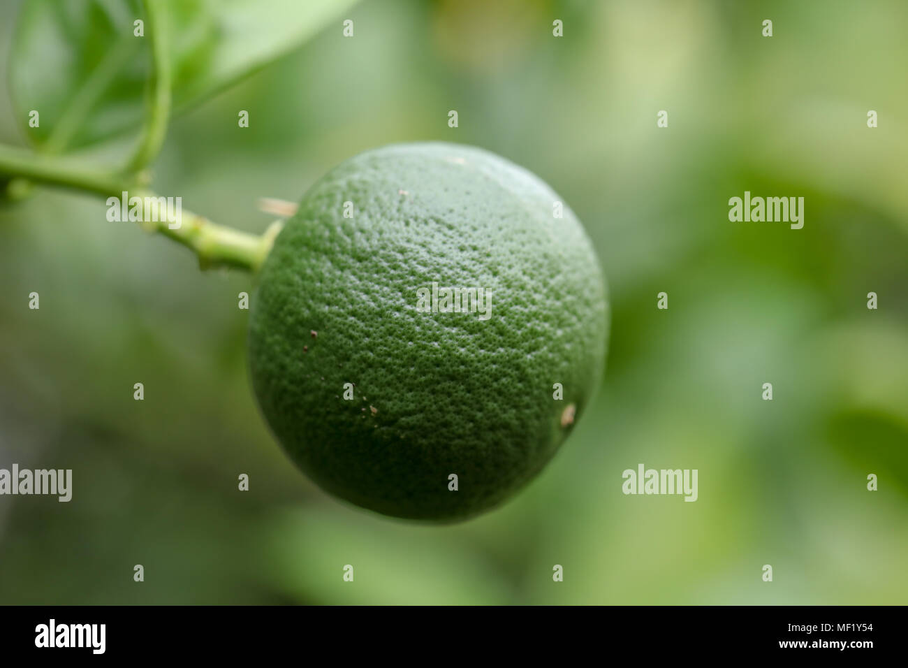 Close Up images of Lime Trees and Fruit at Phipps Botanical Garden ...