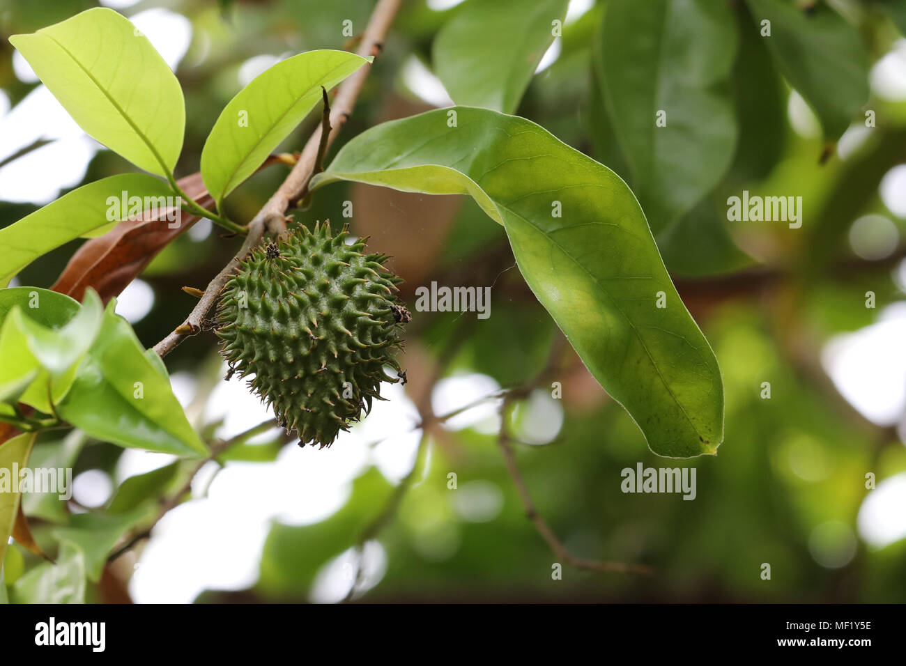 Close Up images of Prickly Apple Fruit at Phipps Botanical Garden Stock ...