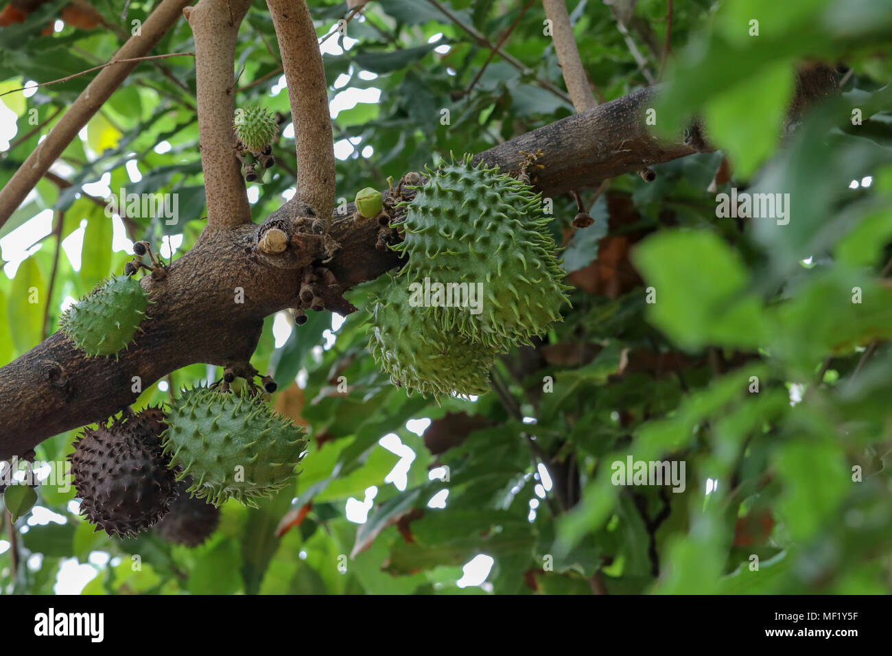 Close Up images of Prickly Apple Fruit at Phipps Botanical Garden Stock ...