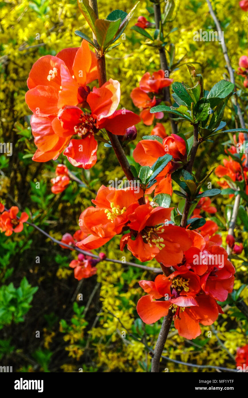 Quince blooming hi-res stock photography and images - Alamy