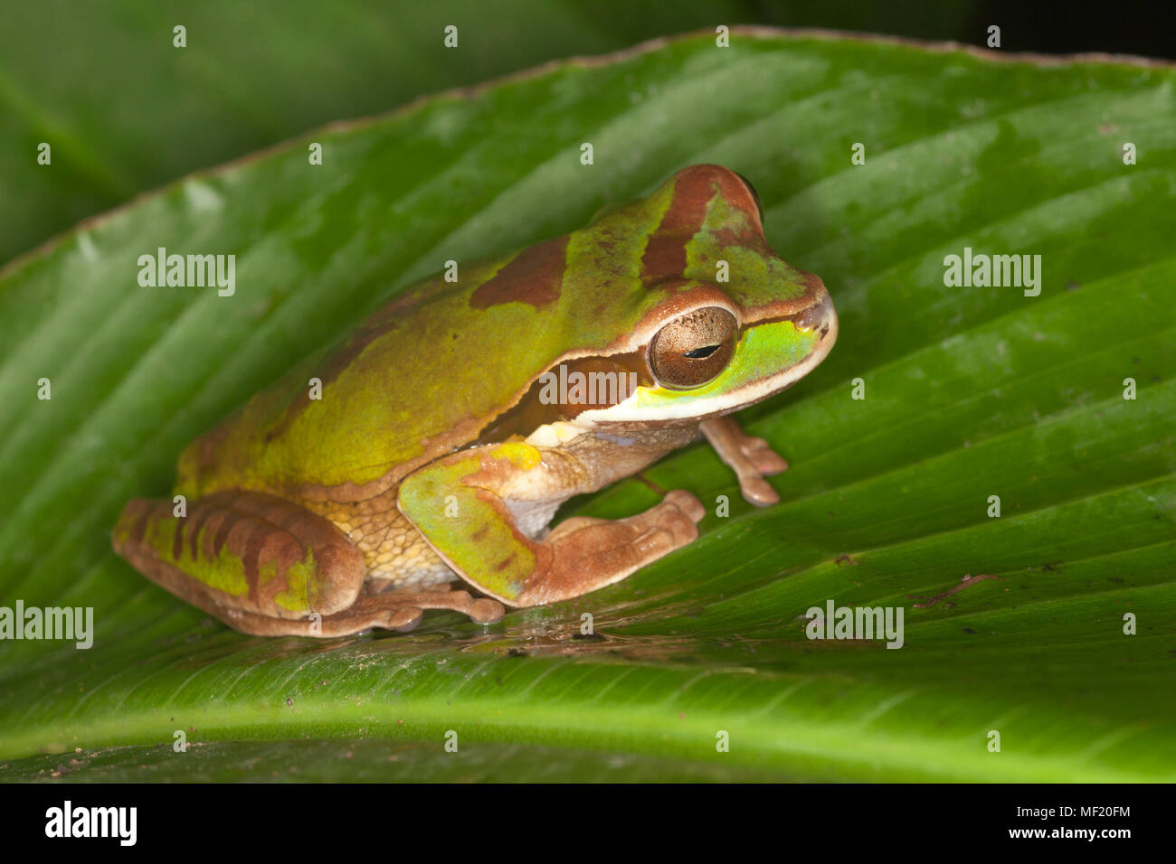 Masked Tree Frog (Smilisca phaeota Stock Photo - Alamy