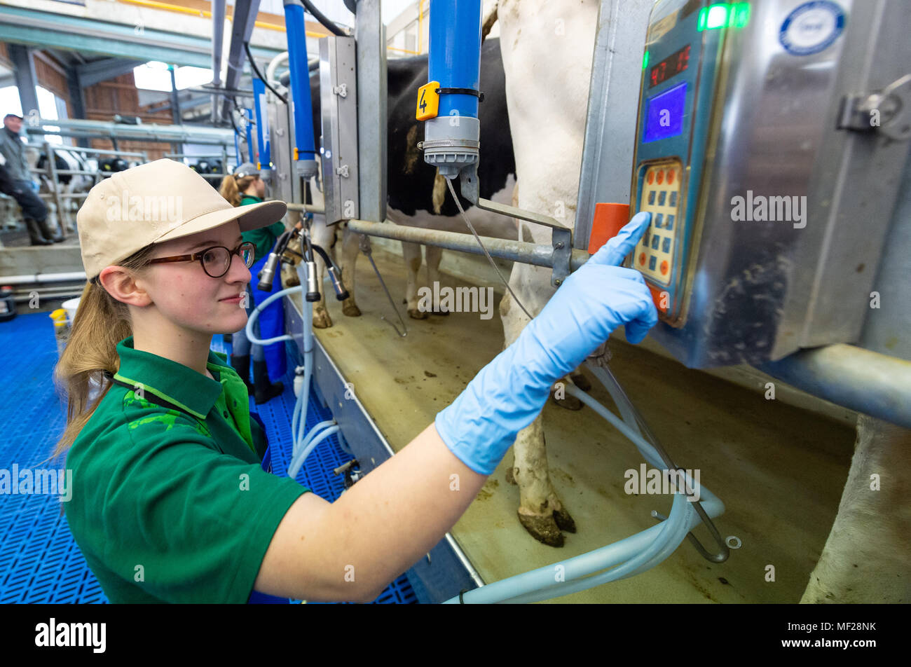 Milking procedure hi-res stock photography and images - Alamy