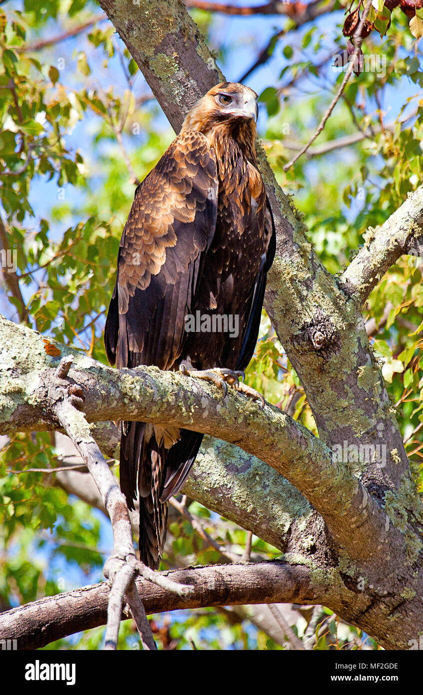Wedge tail eagle hi-res stock photography and images - Alamy