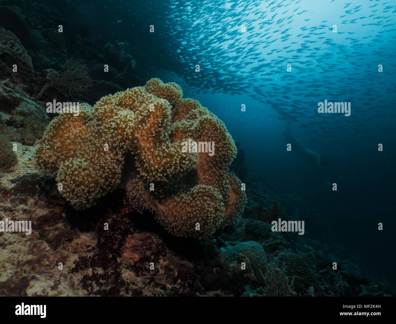 Free diving on coral reef and school of fish Stock Photo - Alamy