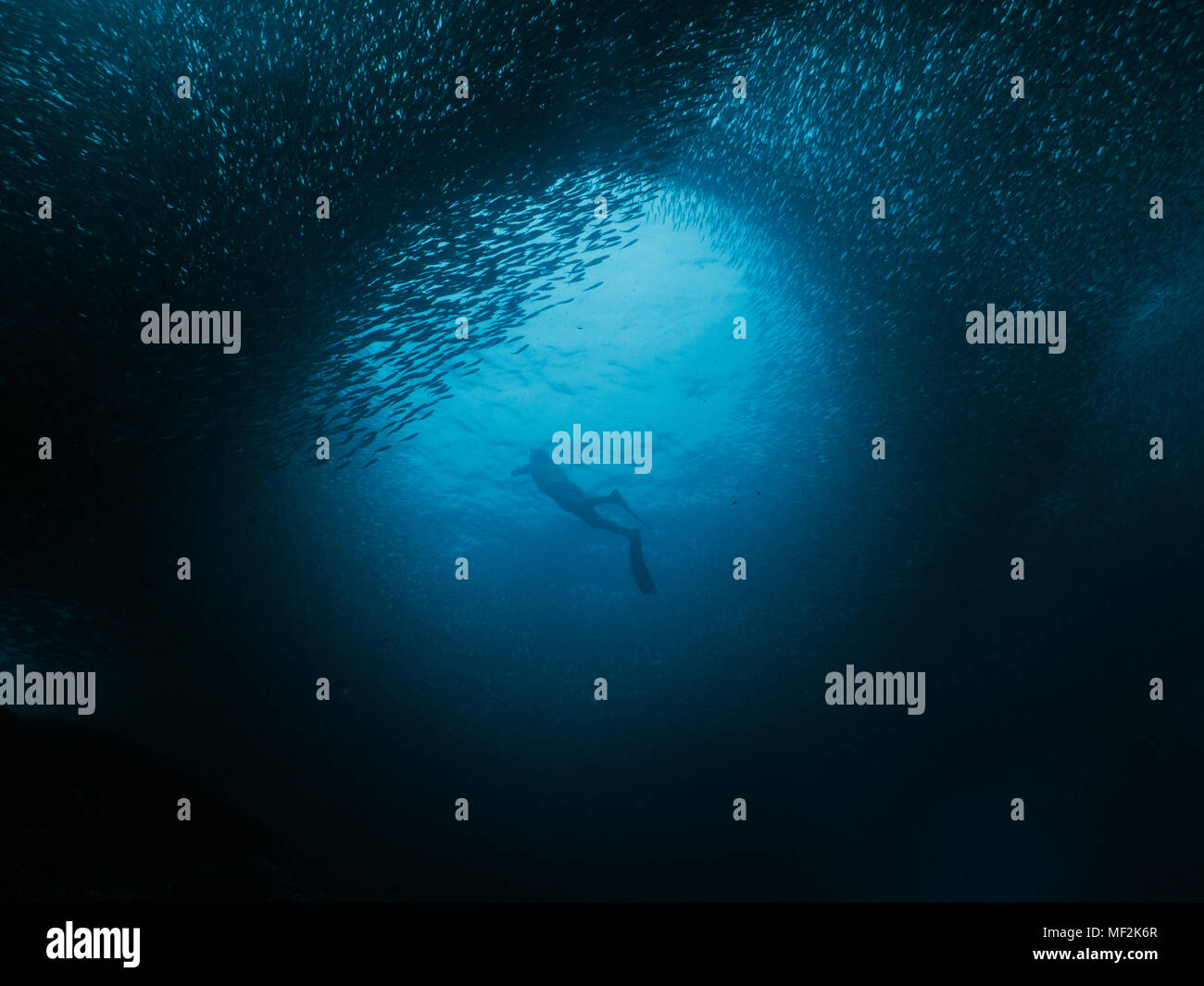 Freediving fins hi-res stock photography and images - Alamy