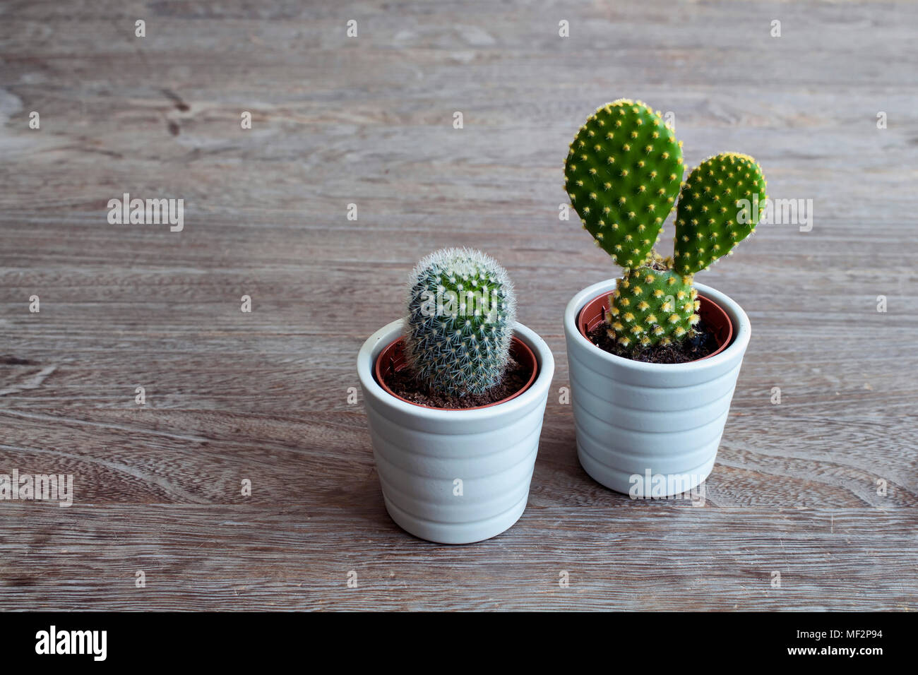 Close up view of isolated two small cactus plants with rustic wood ...