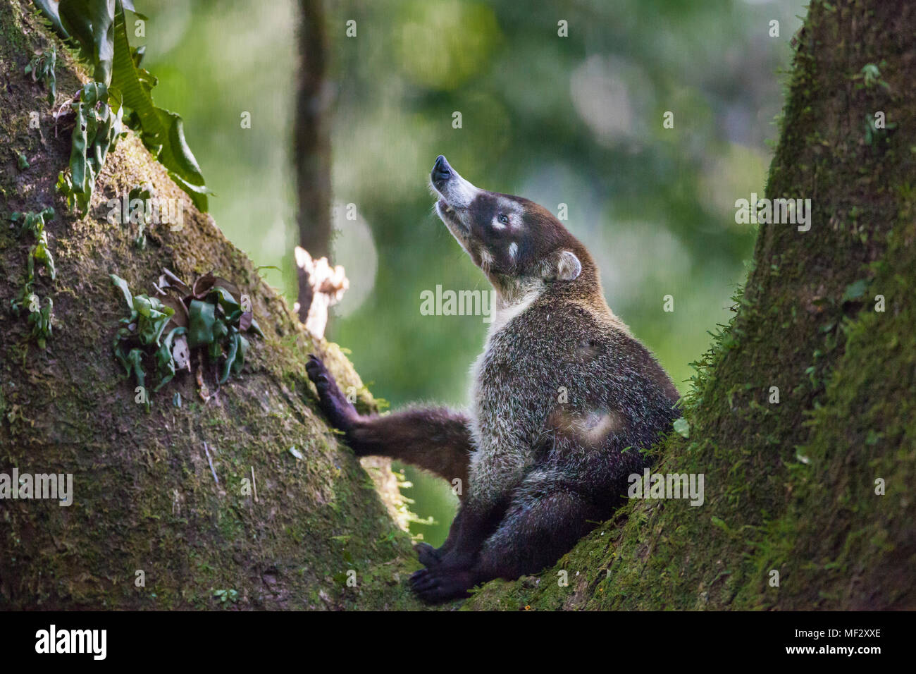 Coatimundi nasua nasua in tree hi-res stock photography and images - Alamy