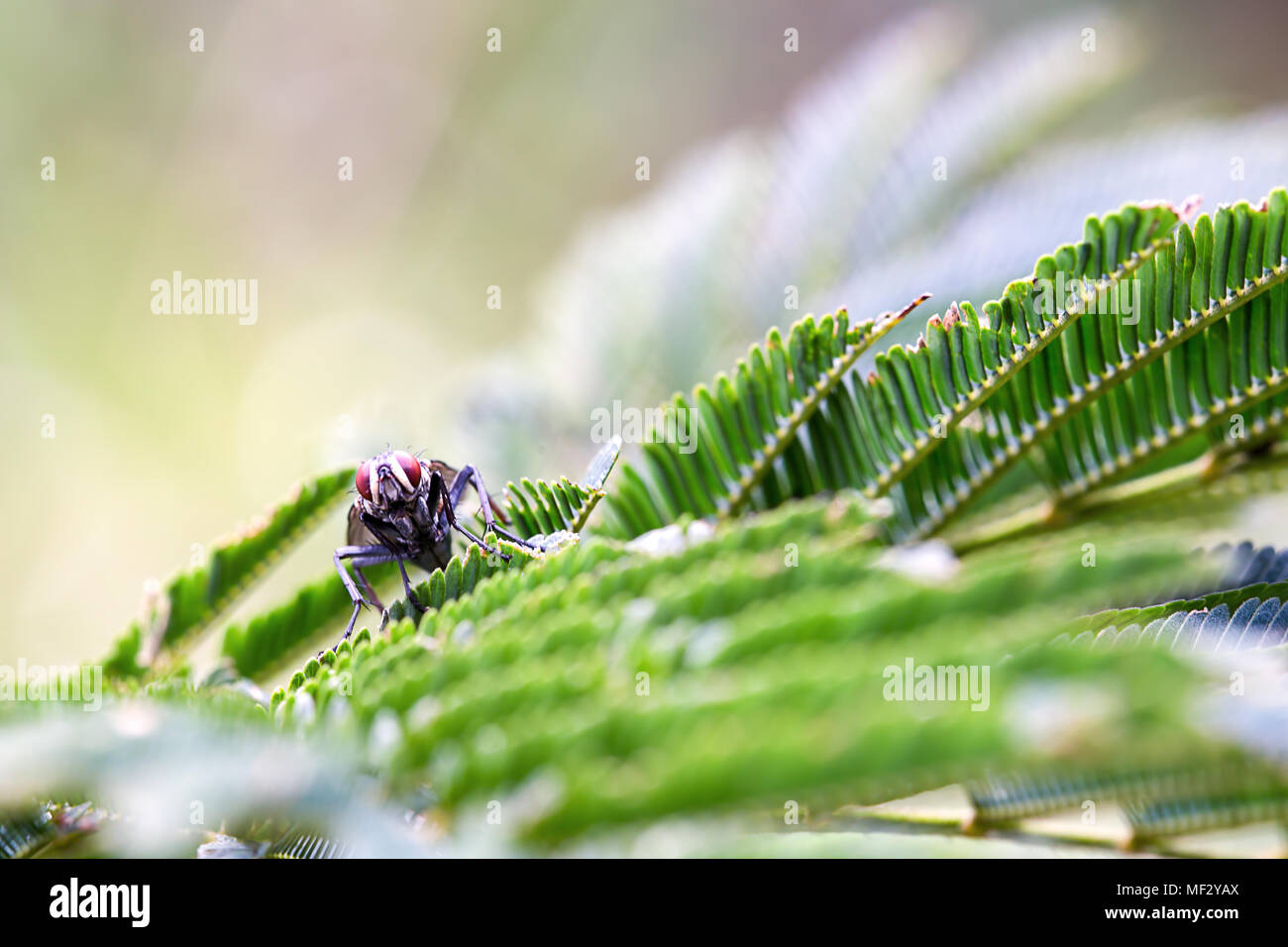 Acacia pest hi-res stock photography and images - Alamy
