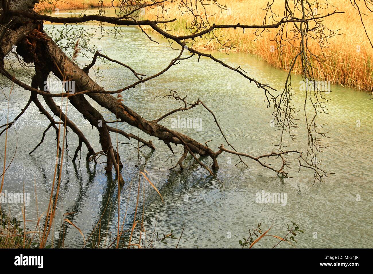 Tree with roots in the water and reflections in the river Cabriel Stock ...