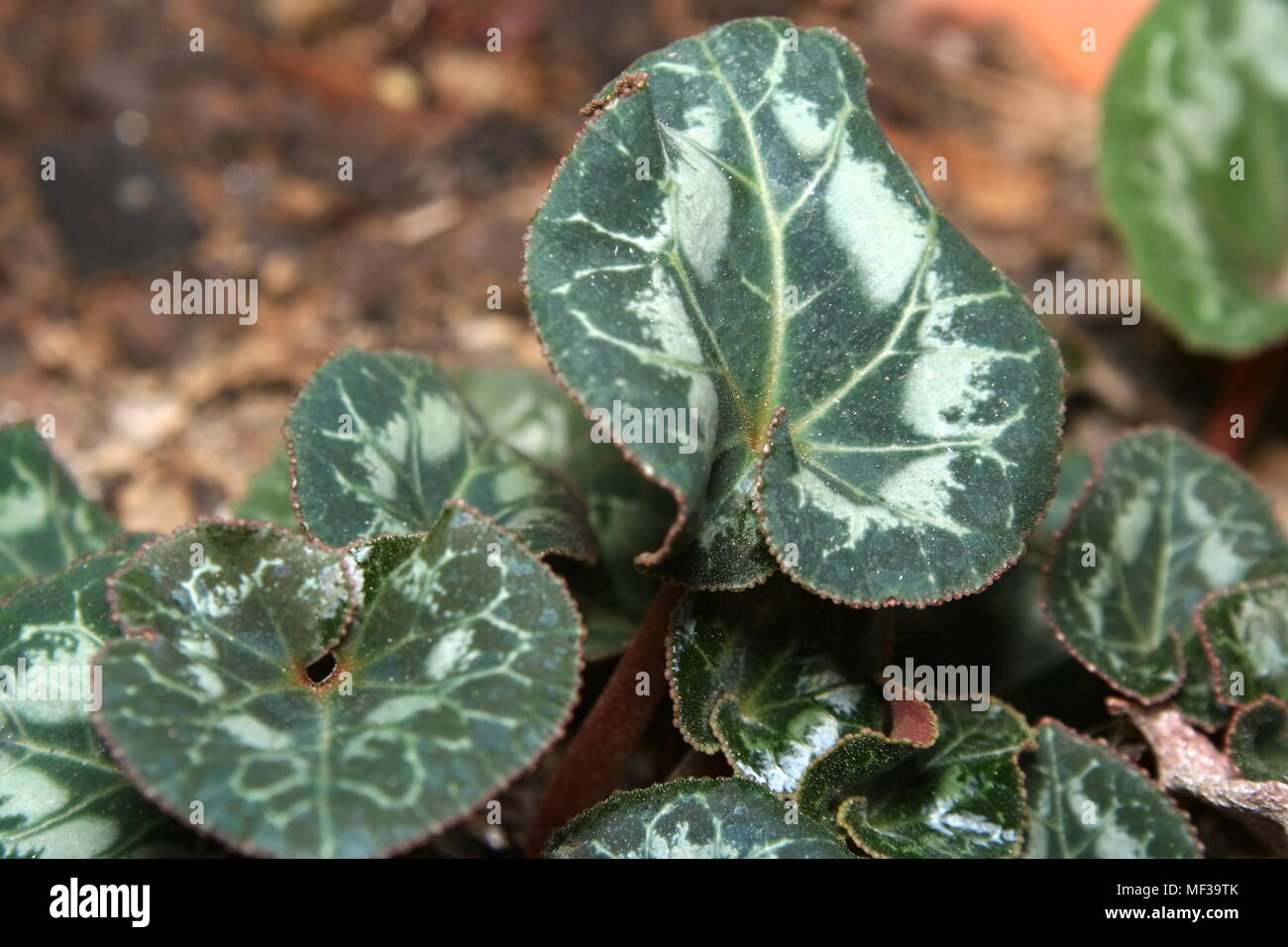 Cyclamen Persicum plant Stock Photo - Alamy