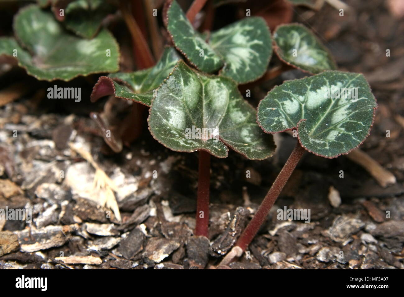 Cyclamen Persicum plant new growth Stock Photo - Alamy