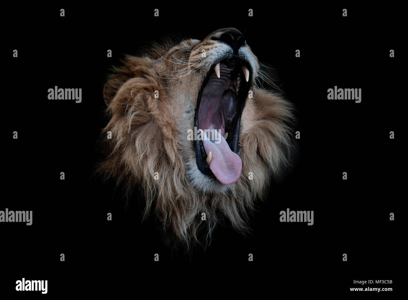 A wide yawn from a male lion showing his teeth Stock Photo - Alamy