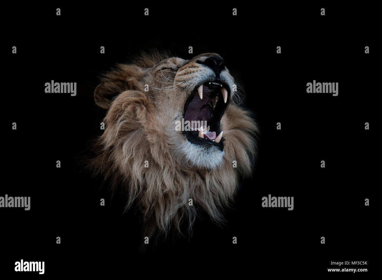 A wide yawn from a male lion showing his teeth Stock Photo - Alamy