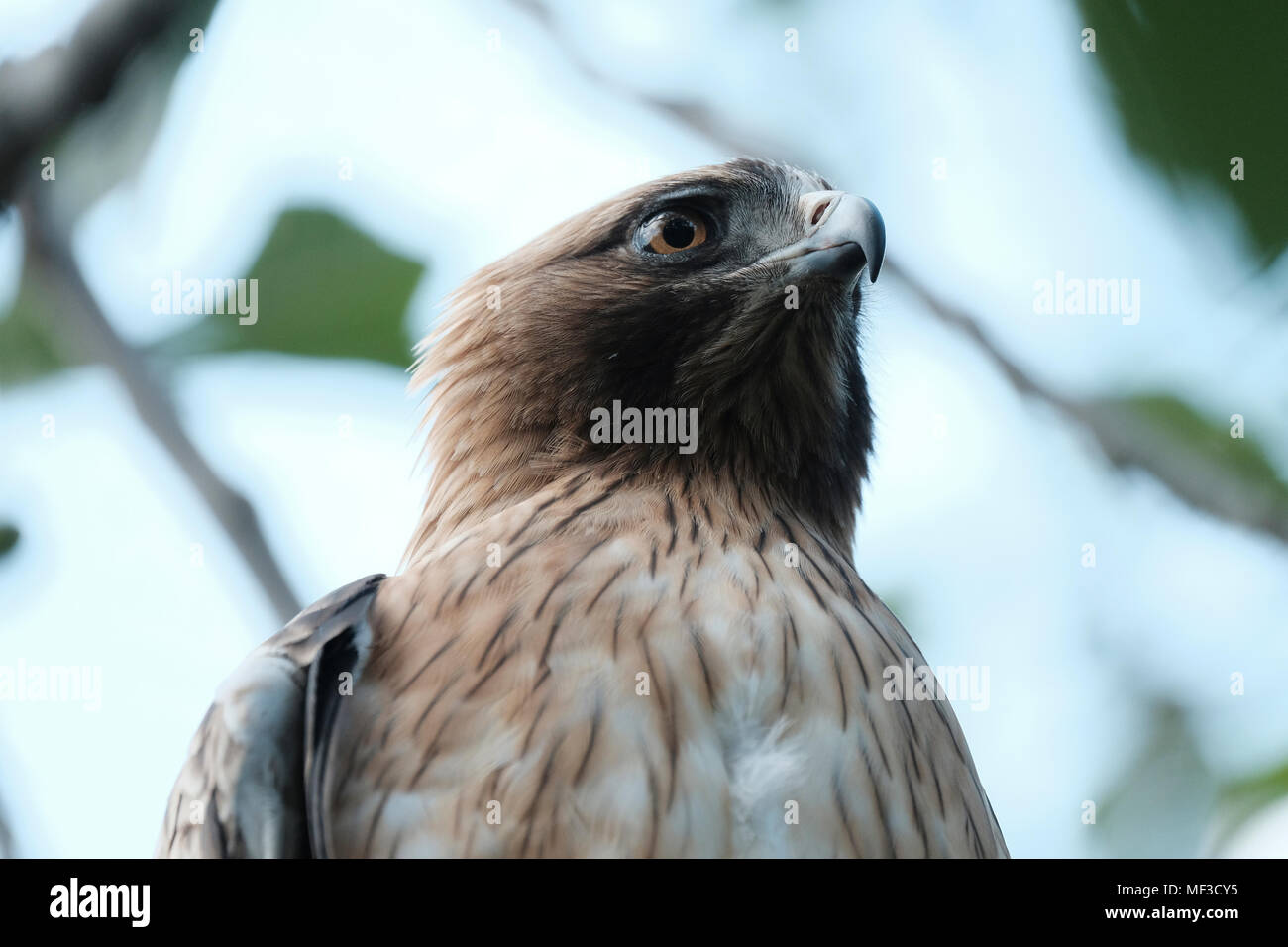 A short-toed snake eagle Circaetus gallicus, also known as short toed ...