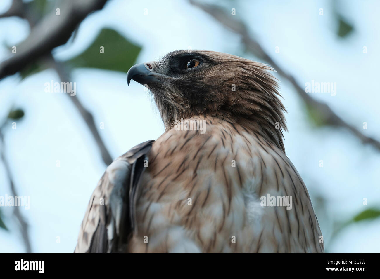 A short-toed snake eagle Circaetus gallicus, also known as short toed ...