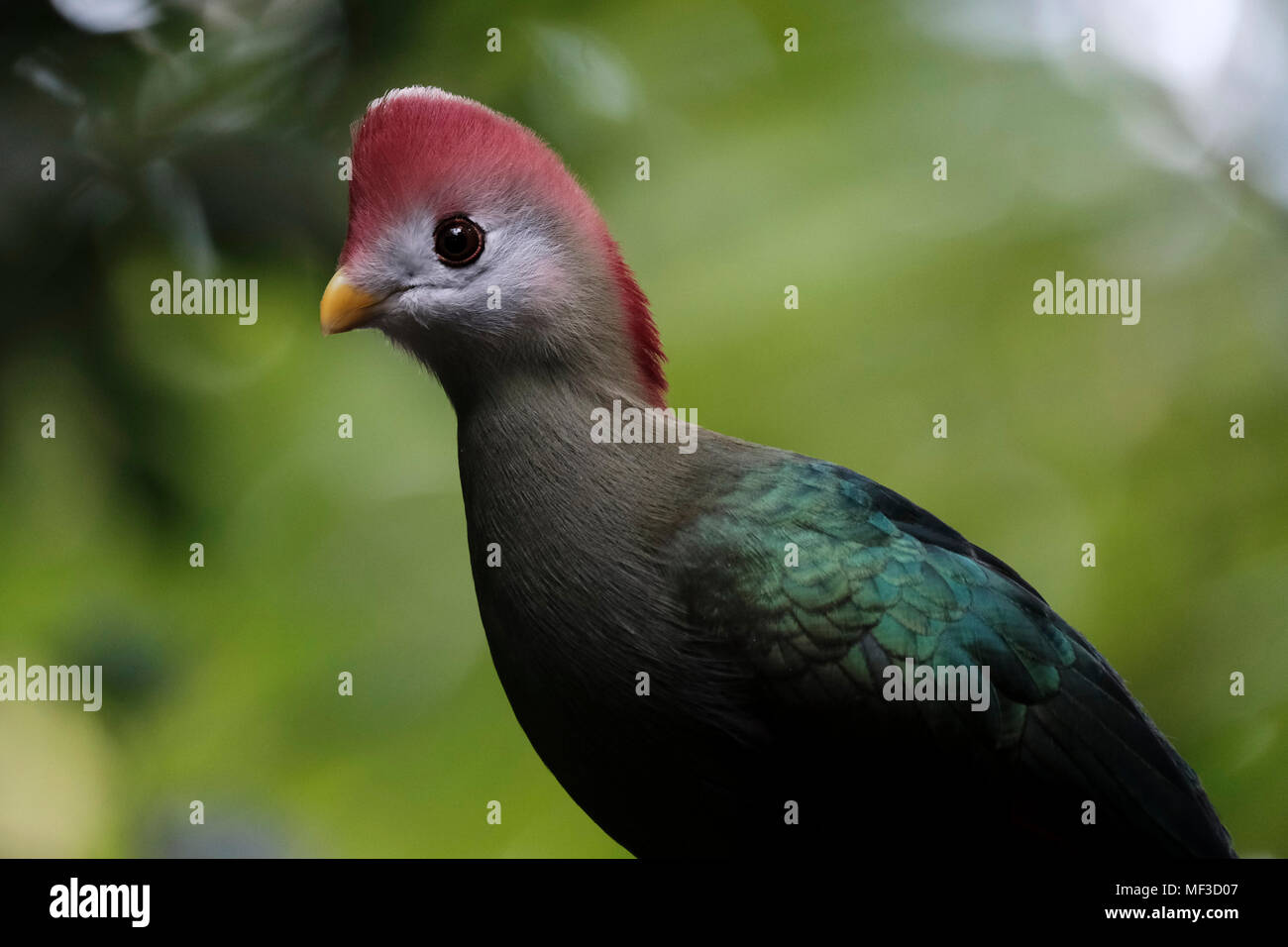 The red-crested turaco a frugivorous bird endemic to western Angola ...