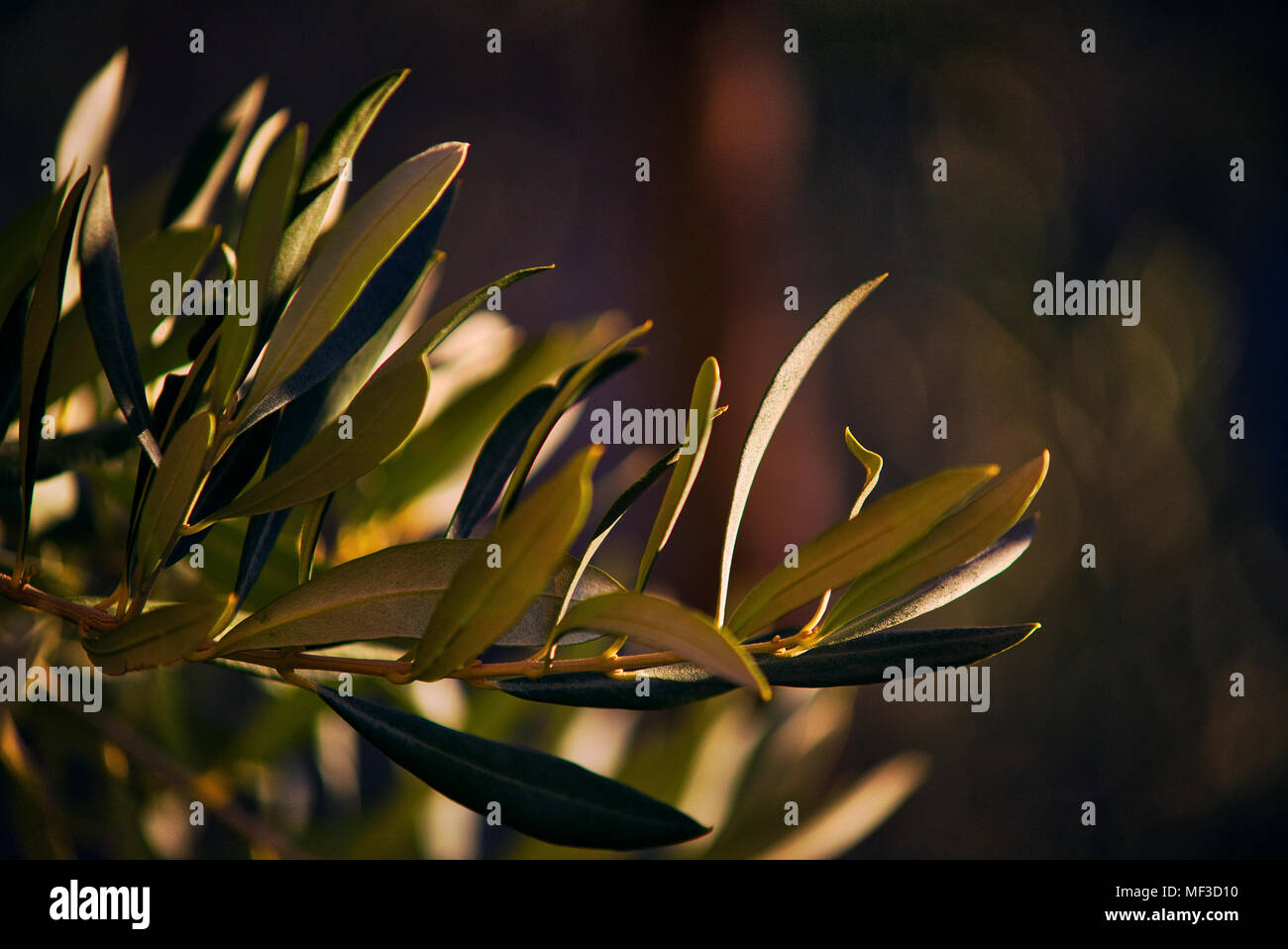 Olive tree branch hi-res stock photography and images - Alamy