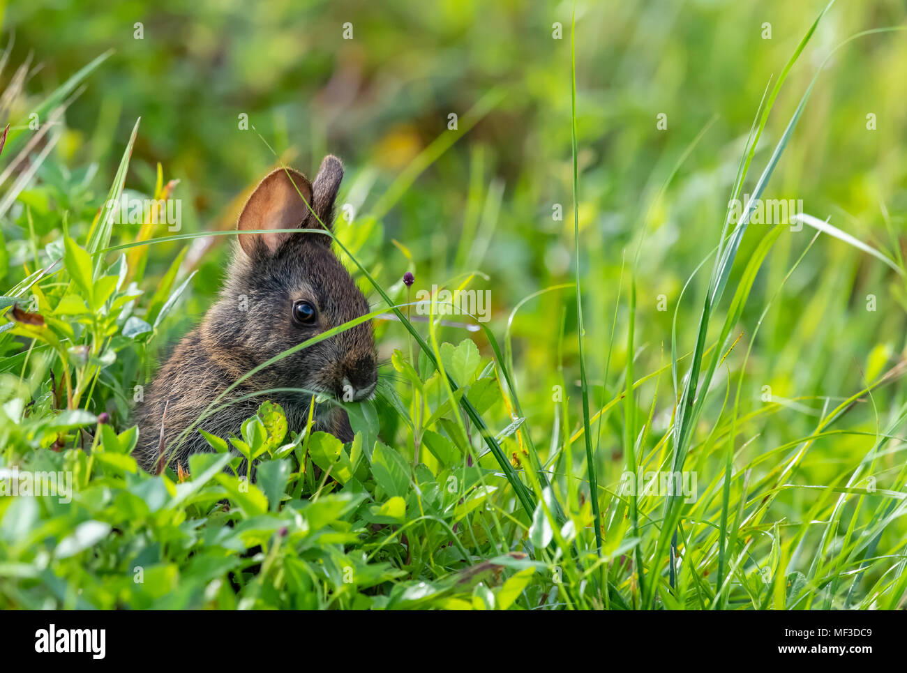 Baby marsh hare eating breakfast at sunrise Stock Photo - Alamy