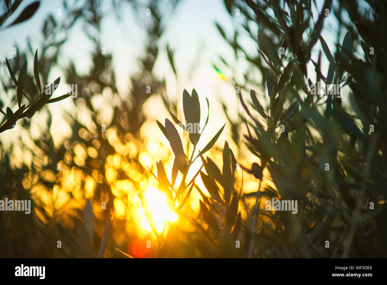 Sunset seen through olive tree branches Stock Photo - Alamy