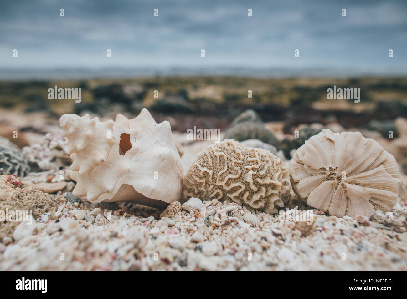 Cuba, Seashells on a beach Stock Photo - Alamy