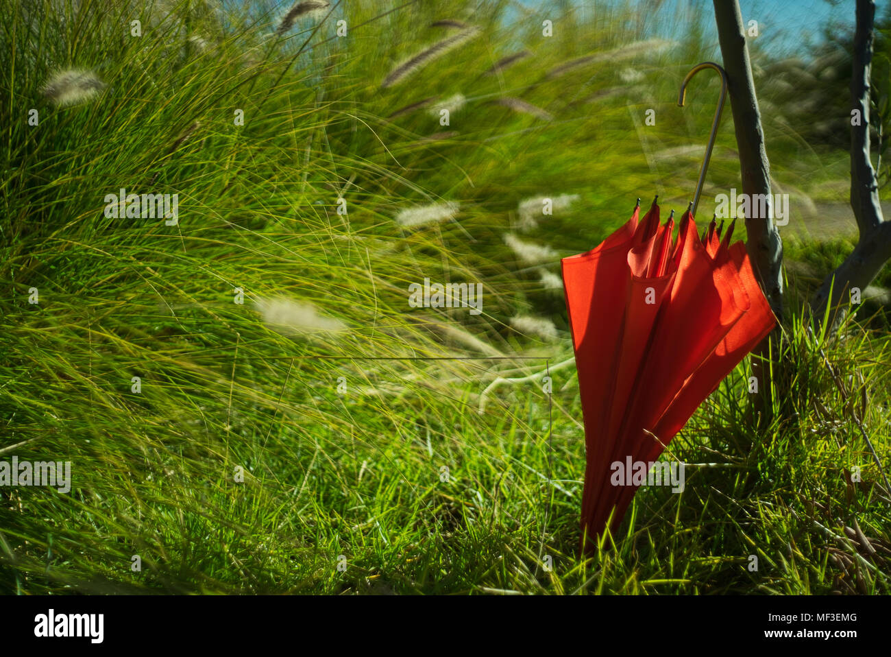Umbrella tree standing hi-res stock photography and images - Alamy