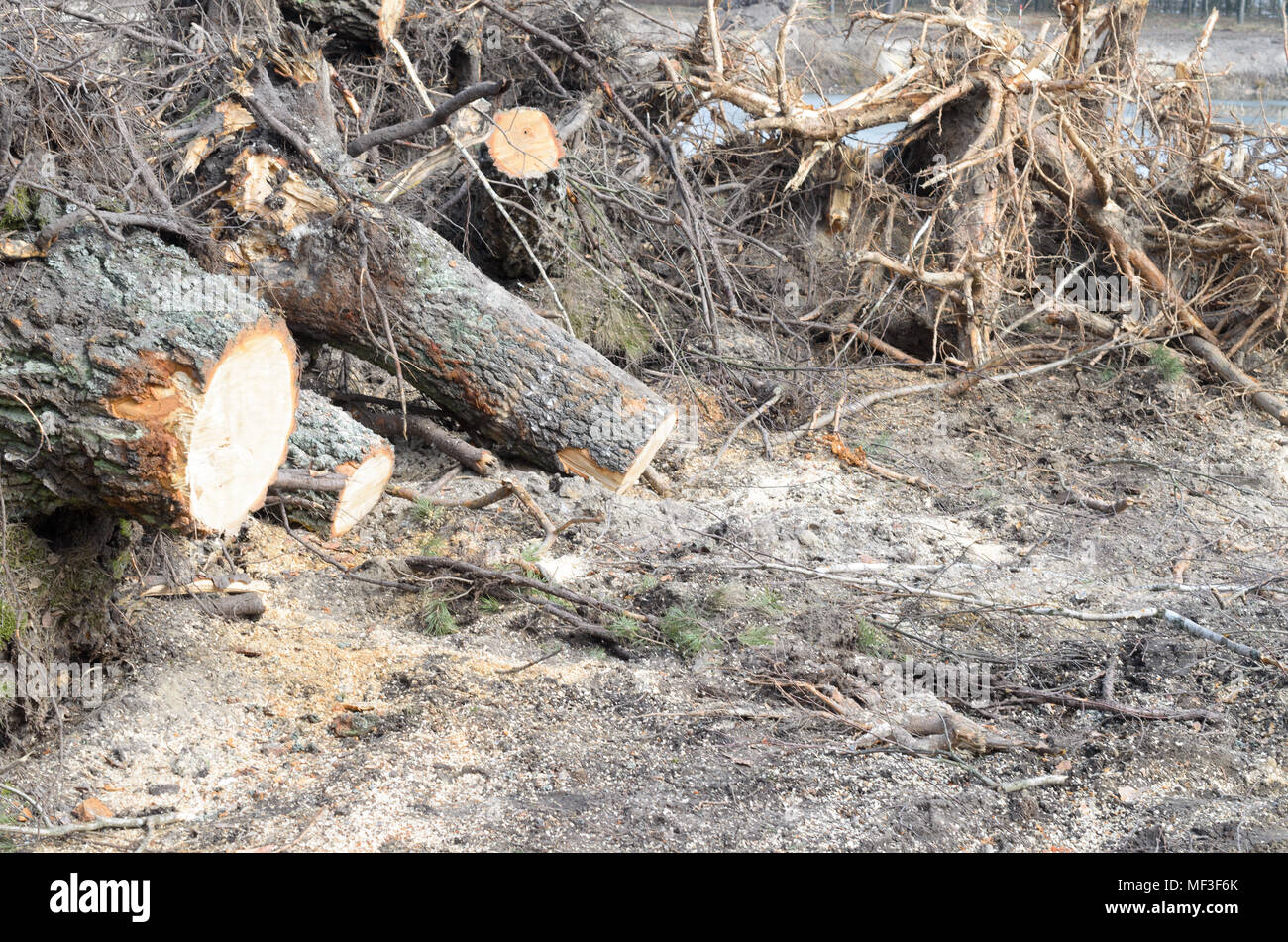 Many spruce lying tree stumps after deforestation Stock Photo - Alamy