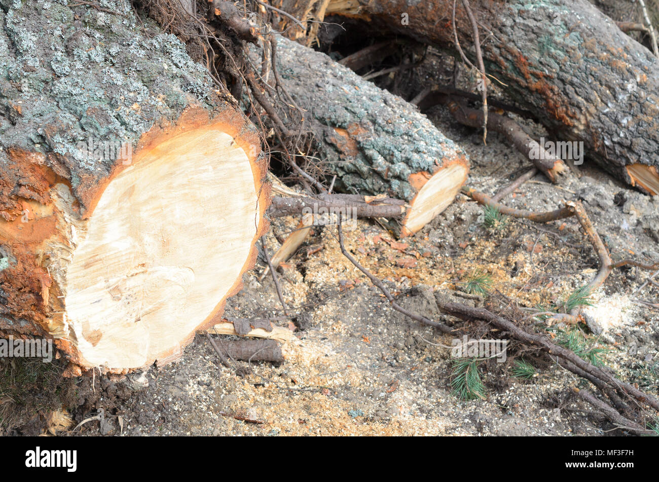 Many spruce lying tree stumps after deforestation Stock Photo - Alamy